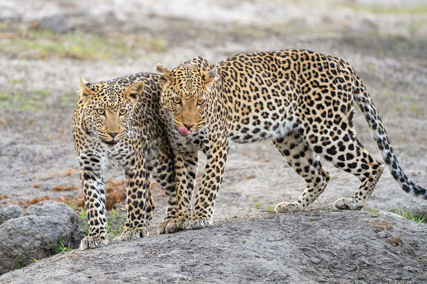 Friendly Leopards, Or, Saturday Morning at 9:43am - Privilege